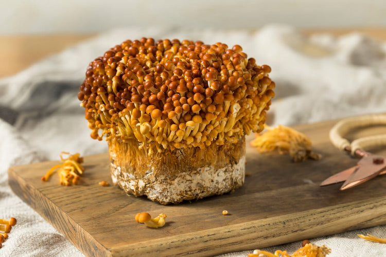 Enoki Mushroom Substrate: Perfect 10-Pound Recipe for Home Growers