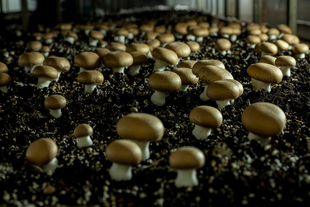 Mushroom Substrate Blog: Expert Tips & Techniques