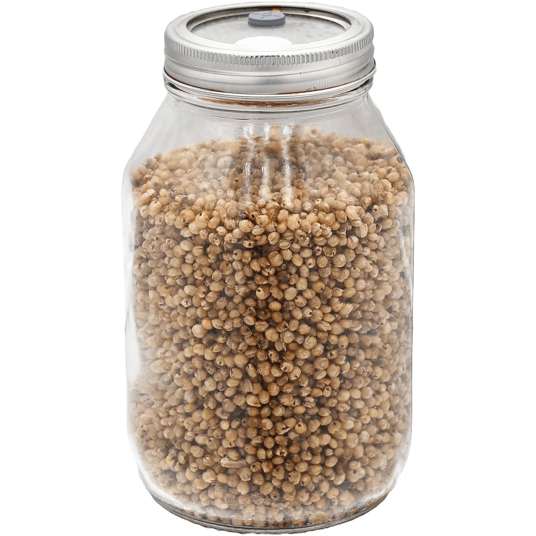 Grain Jars | Ready for Inoculation – Mushroom Substrate
