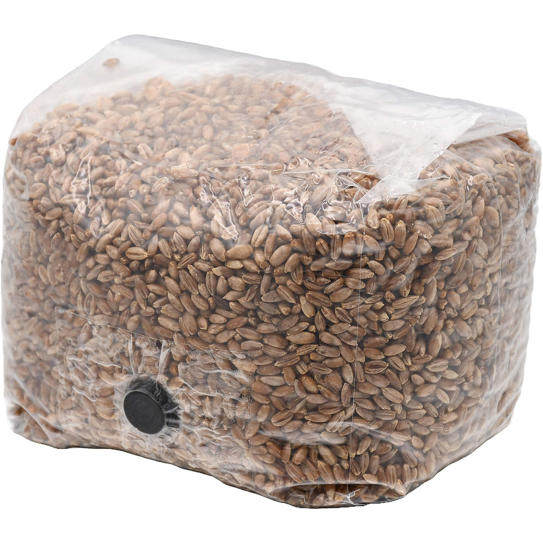 Grain Bags | Ready For Inoculation – Mushroom Substrate